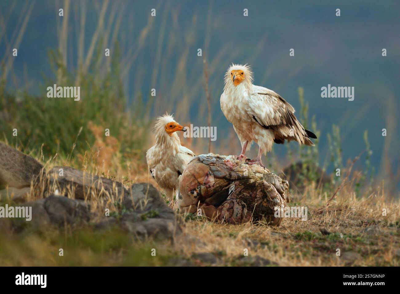 The scavenger vulture (Neophron percnopterus) is a bird of prey. They ...