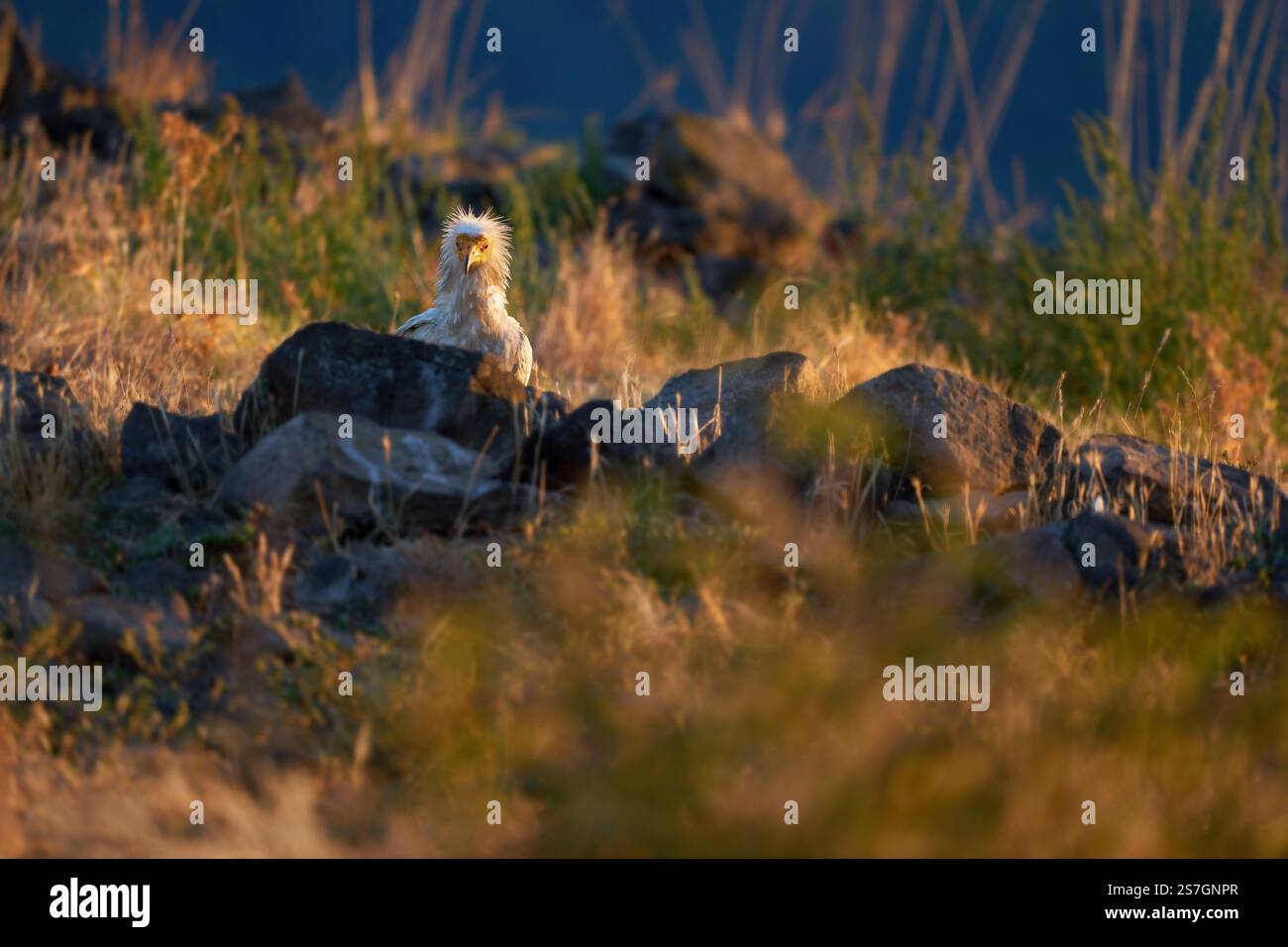 The scavenger vulture (Neophron percnopterus) is a bird of prey. They ...