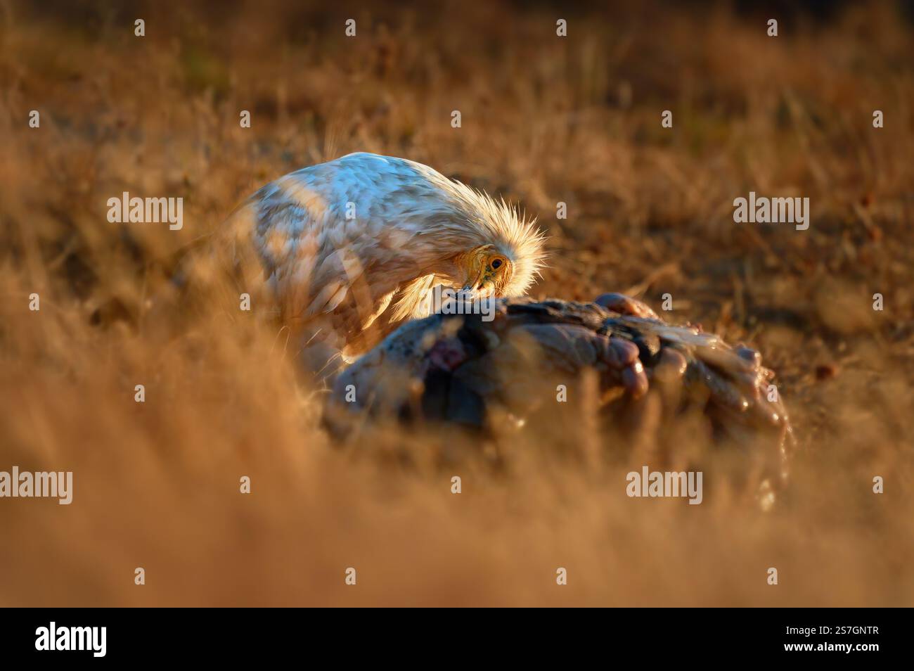 The scavenger vulture (Neophron percnopterus) is a bird of prey. They ...