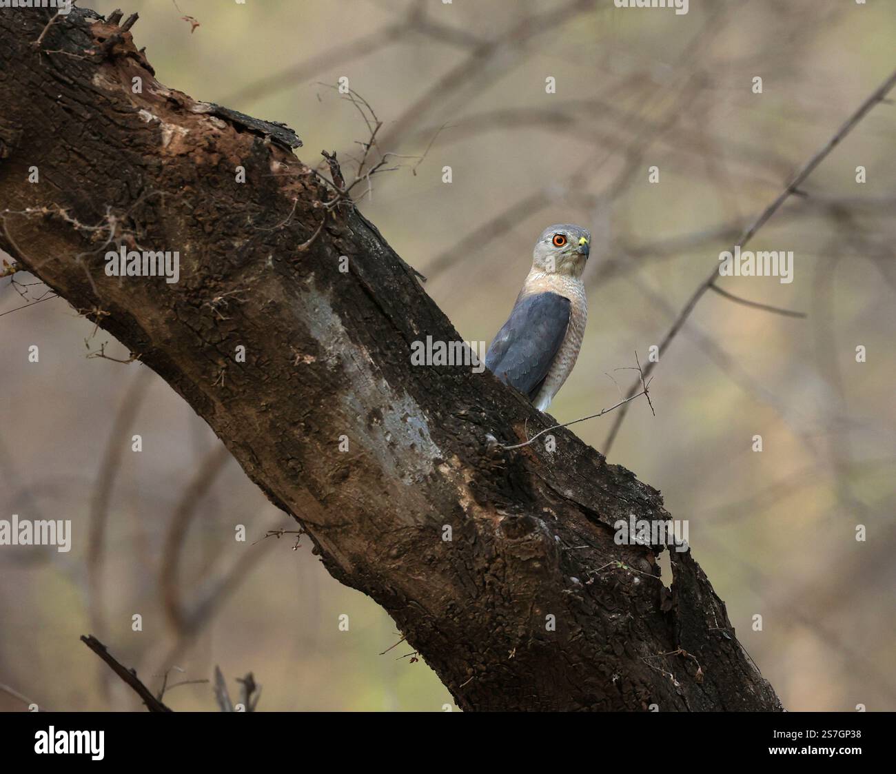 The magnificent bird life of Northern India Stock Photo - Alamy