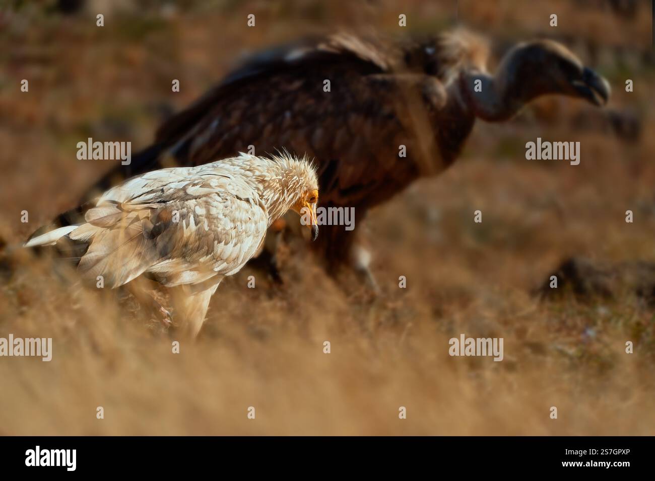 The scavenger vulture (Neophron percnopterus) is a bird of prey. They ...