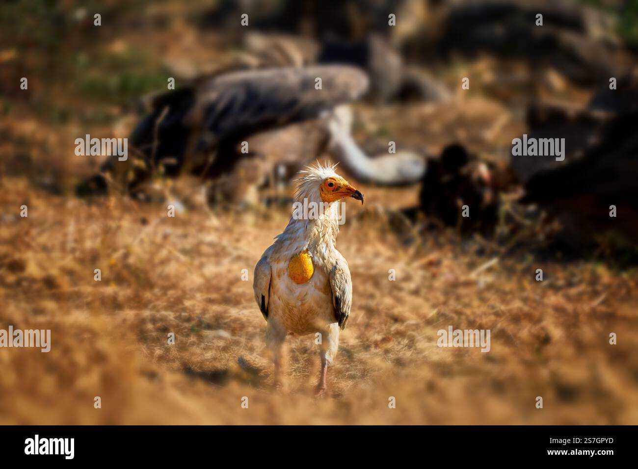 The scavenger vulture (Neophron percnopterus) is a bird of prey. They ...