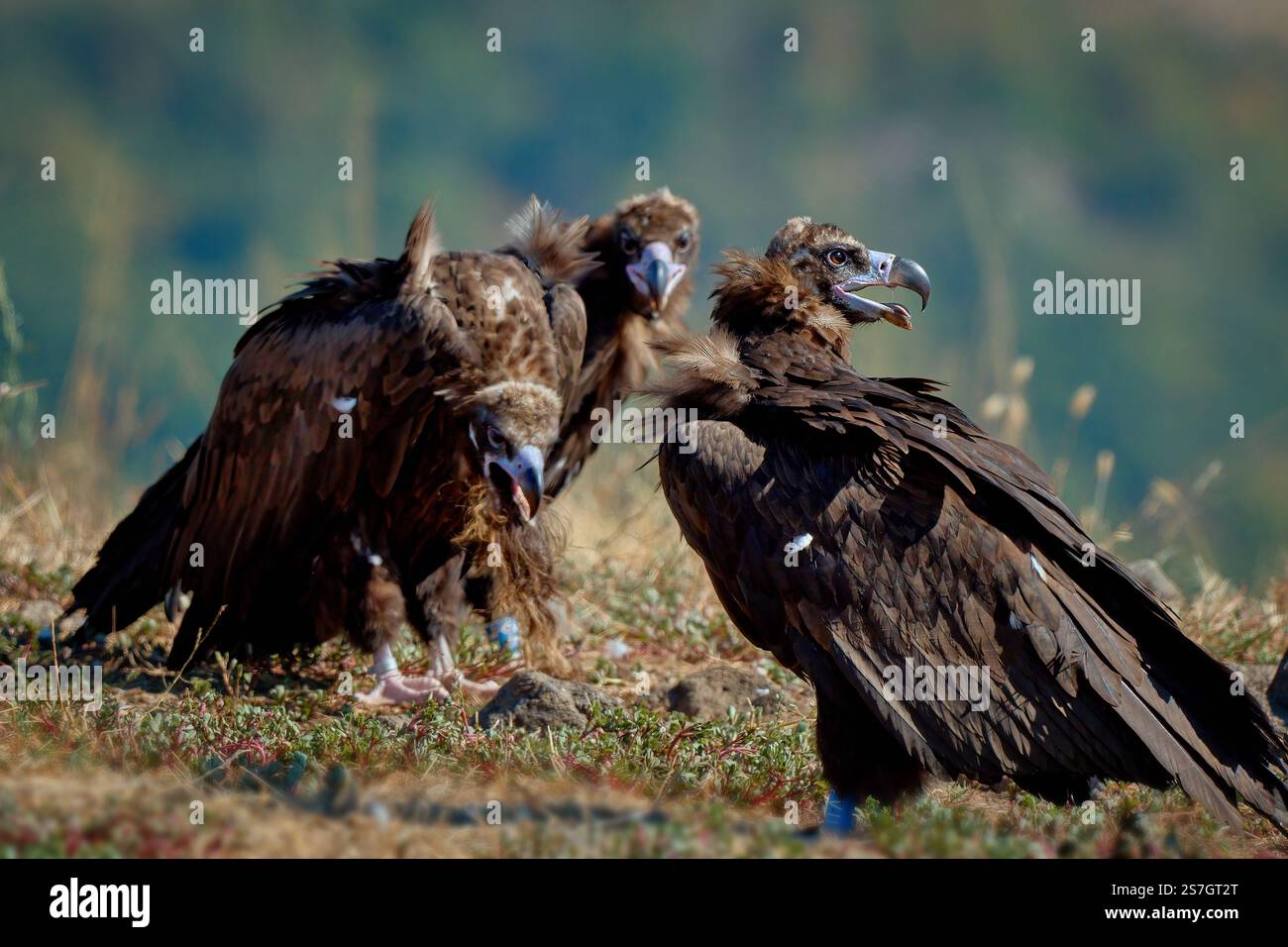 The brown vulture (Aegypius monachus) is a bird of prey. They feed on ...