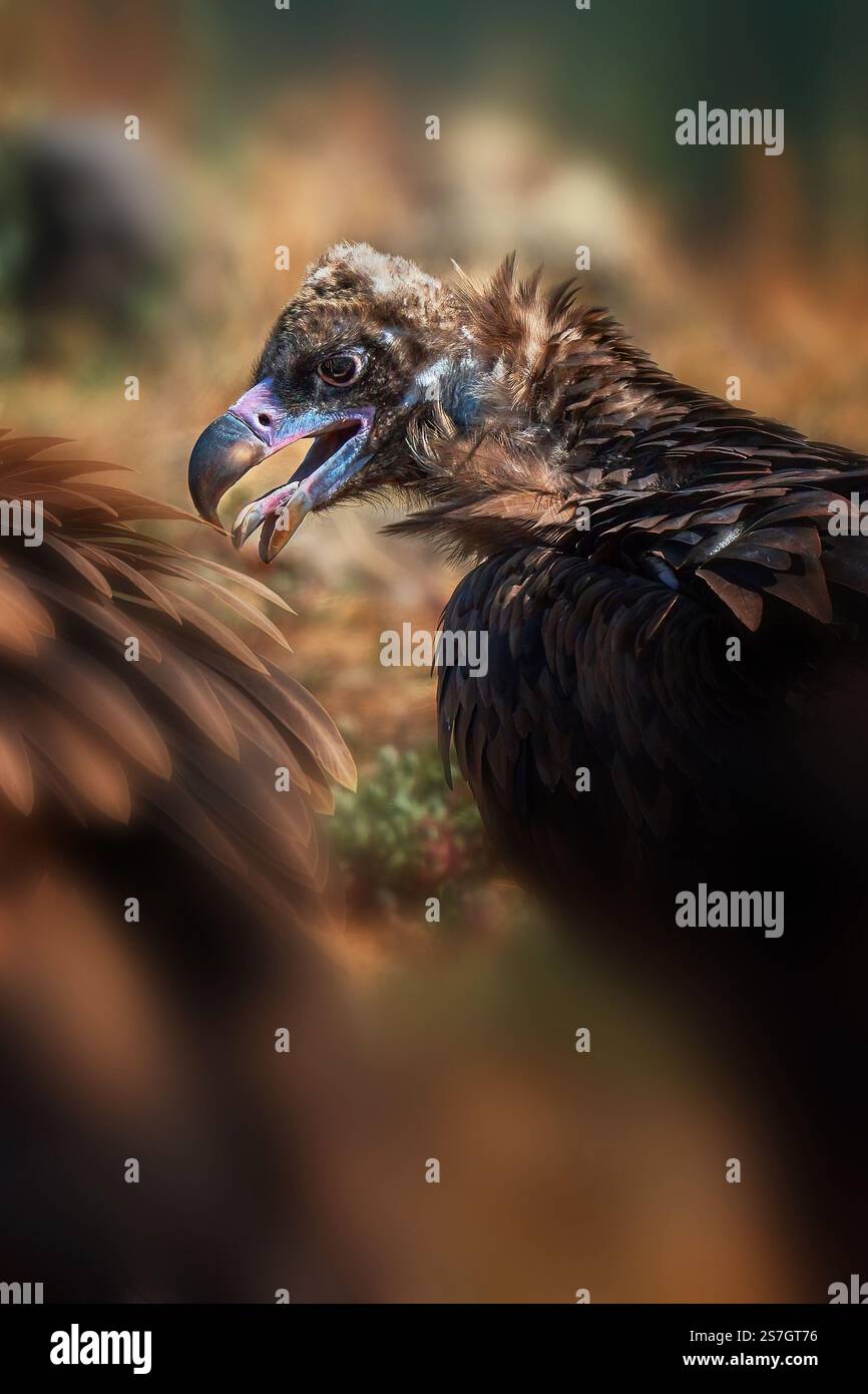 The brown vulture (Aegypius monachus) is a bird of prey. They feed on ...