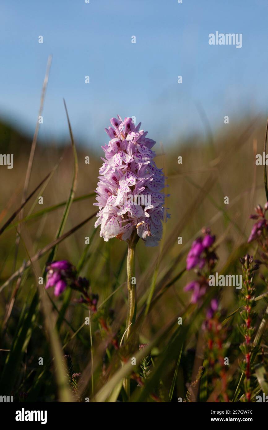 British wildflower, Common Spotted Orchid (Dactylorhiza fuchsii), on ...