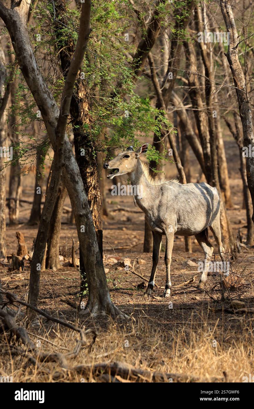 Beautiful Deer species seen on safari in India Stock Photo - Alamy