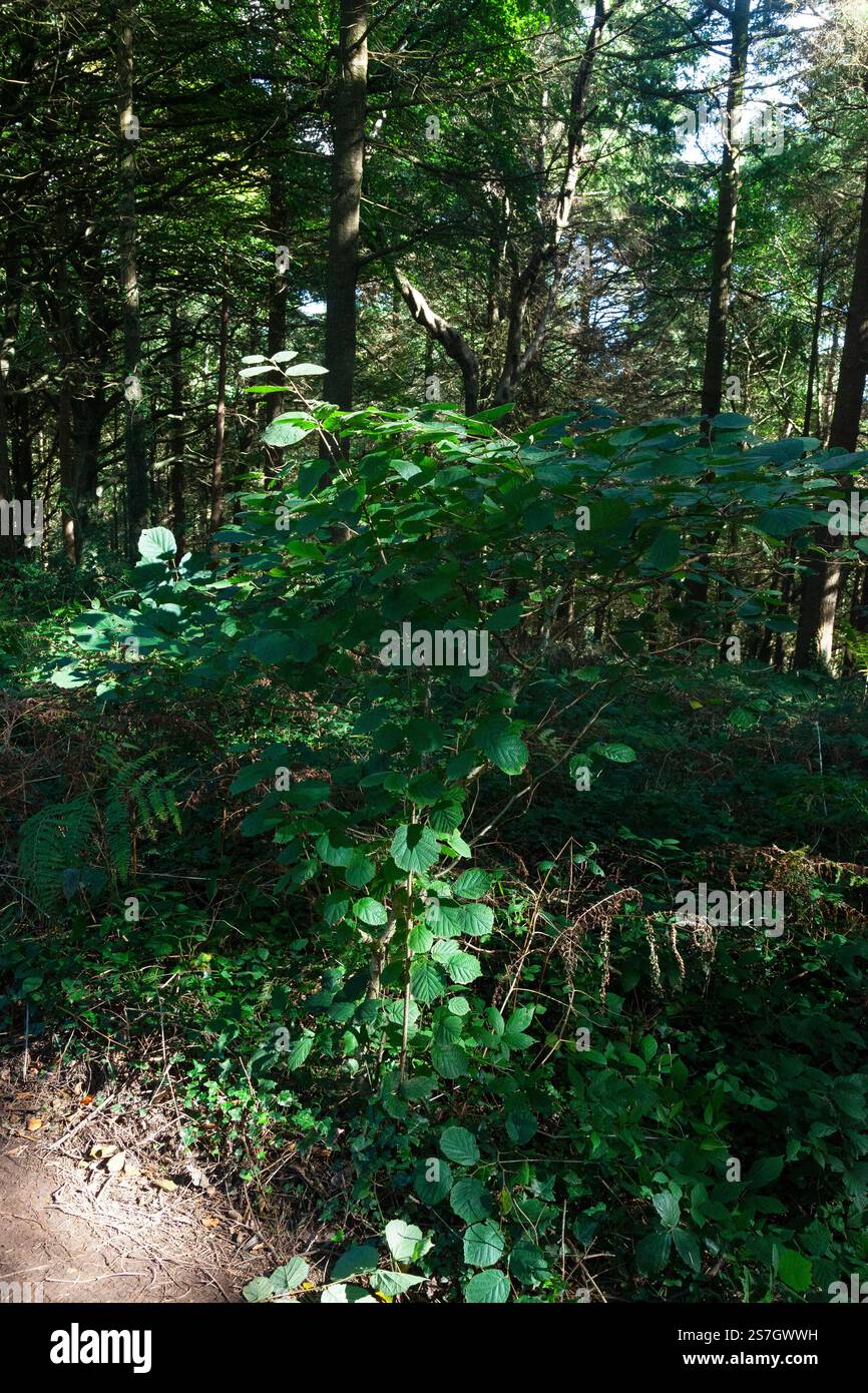 Hazel tree in ancient Cornish woodland | Atlantic rainforest Stock ...