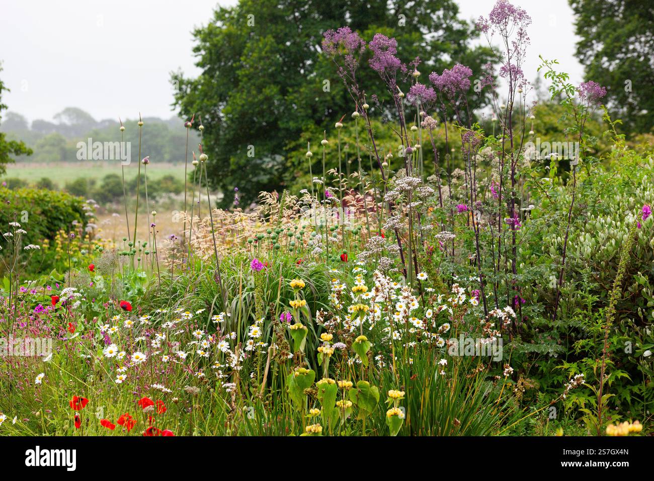 Summer flowers blooming in the Garden at Kestle Barton, Helford ...