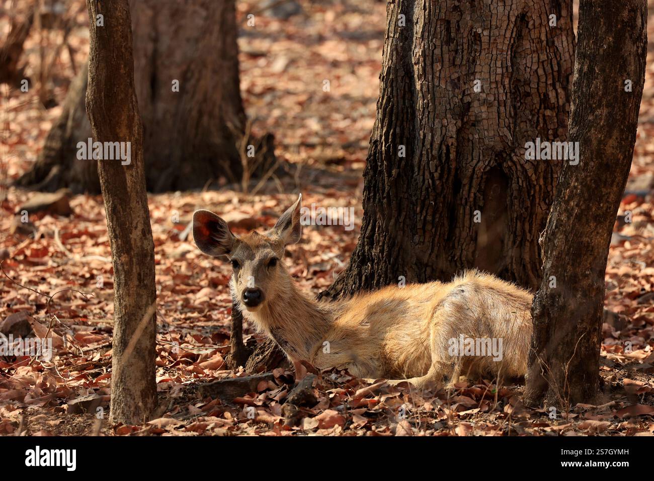 Beautiful Deer species seen on safari in India Stock Photo - Alamy