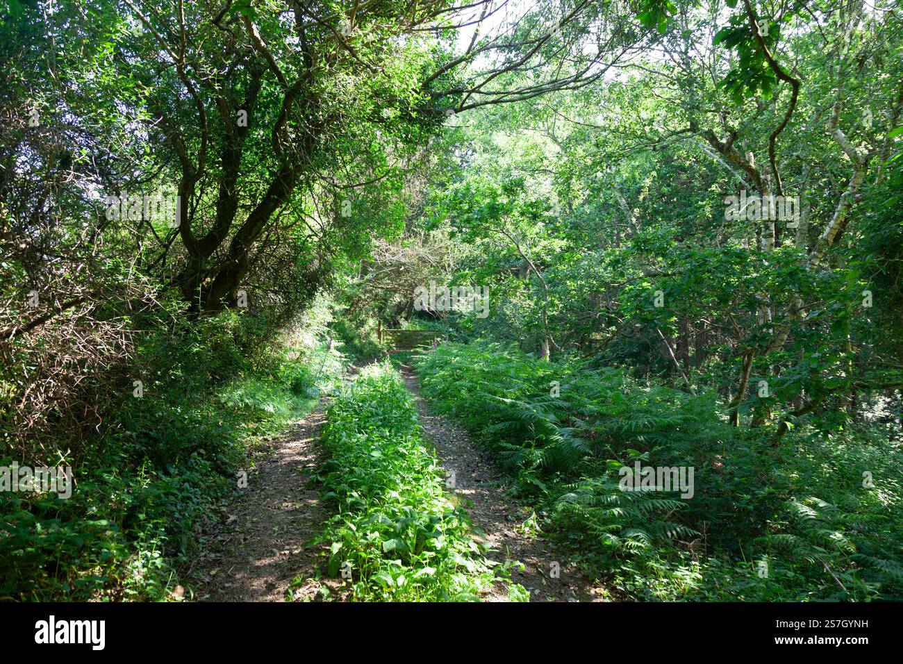A shaded pathway through woodland/atlantic rainforest Stock Photo - Alamy