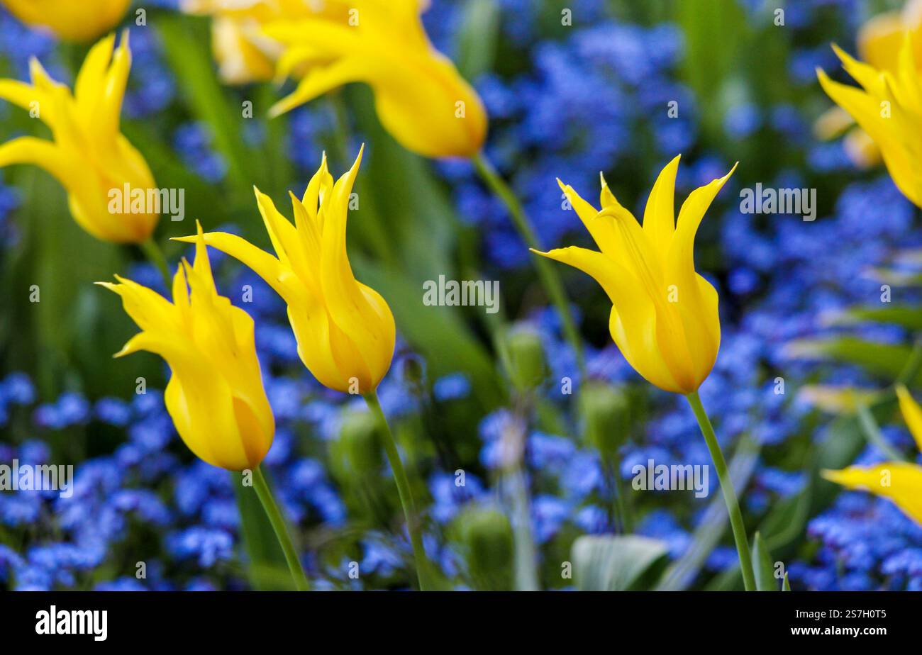 Park FLORA Cologne Germany Stock Photo - Alamy