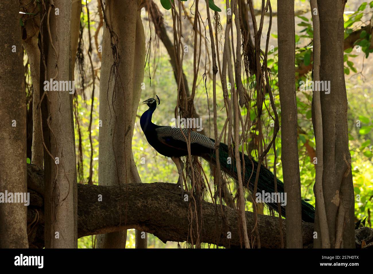 The magnificent bird life of Northern India Stock Photo - Alamy