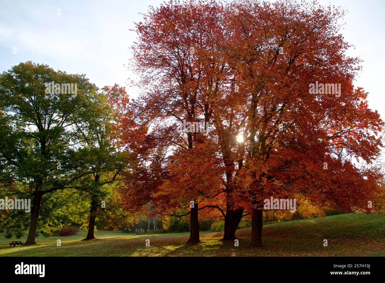 Autumn nature landscape photography. Maple tree with red falling leaves ...
