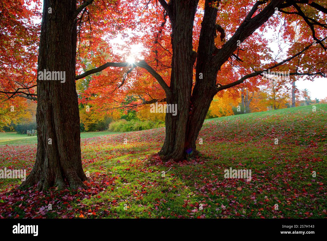 Sunrise with maple tree leaves covered the ground and lens flare Stock ...