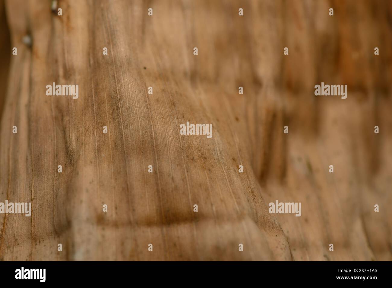 Intricate patterns of wood grain showcase natural beauty and ...