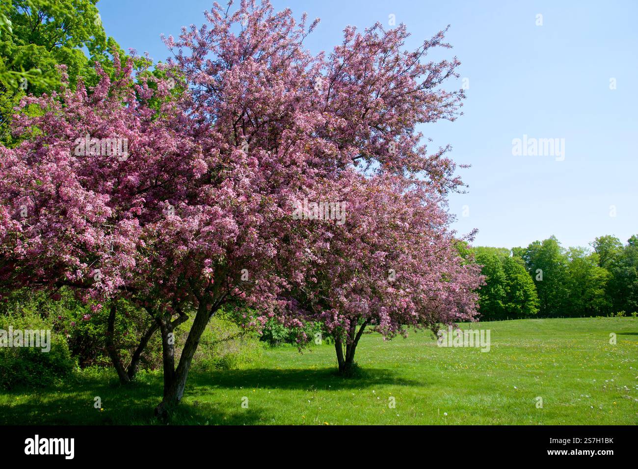 Apple trees back garden hi-res stock photography and images - Alamy
