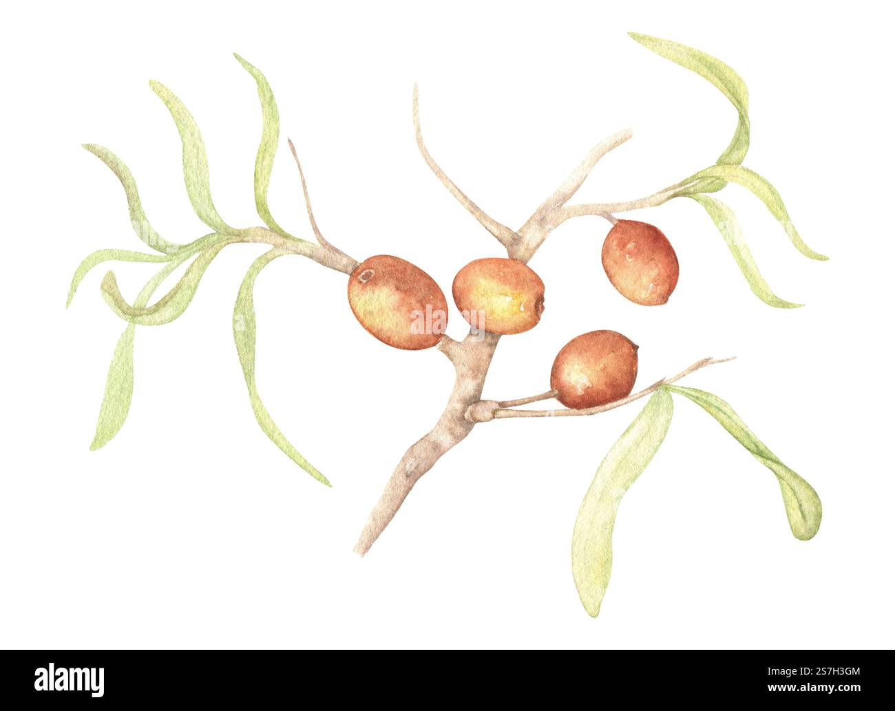 A sprig of olives is a watercolor illustration. An elegant twig with ...
