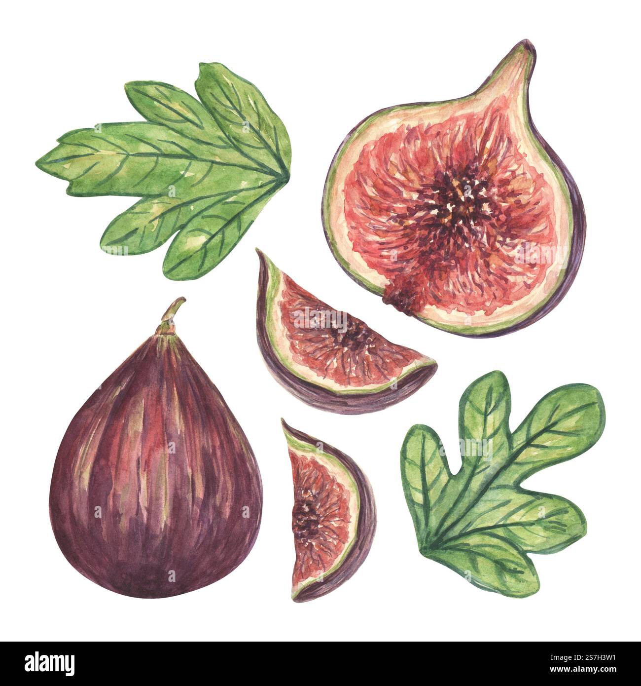 Juicy ripe figs in watercolor. The fruit of the fig tree is whole, in ...