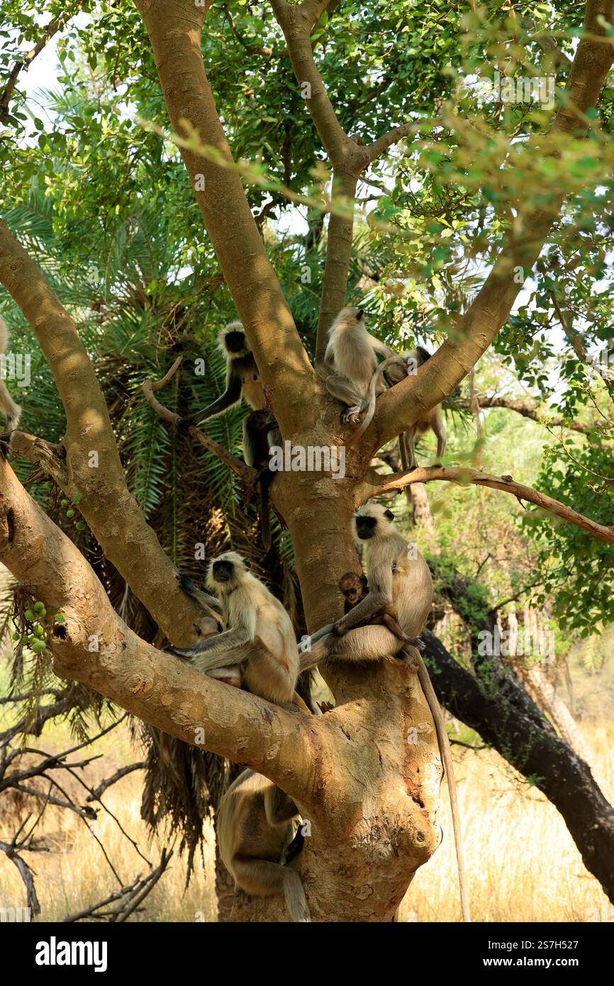 Rhesus Macaque Monkeys go together in a family troop Stock Photo - Alamy