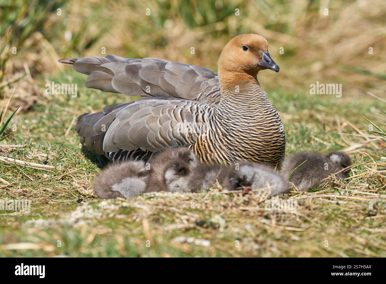 Upland Goose (Chloephaga picta leucoptera) with young goslings on Sea ...