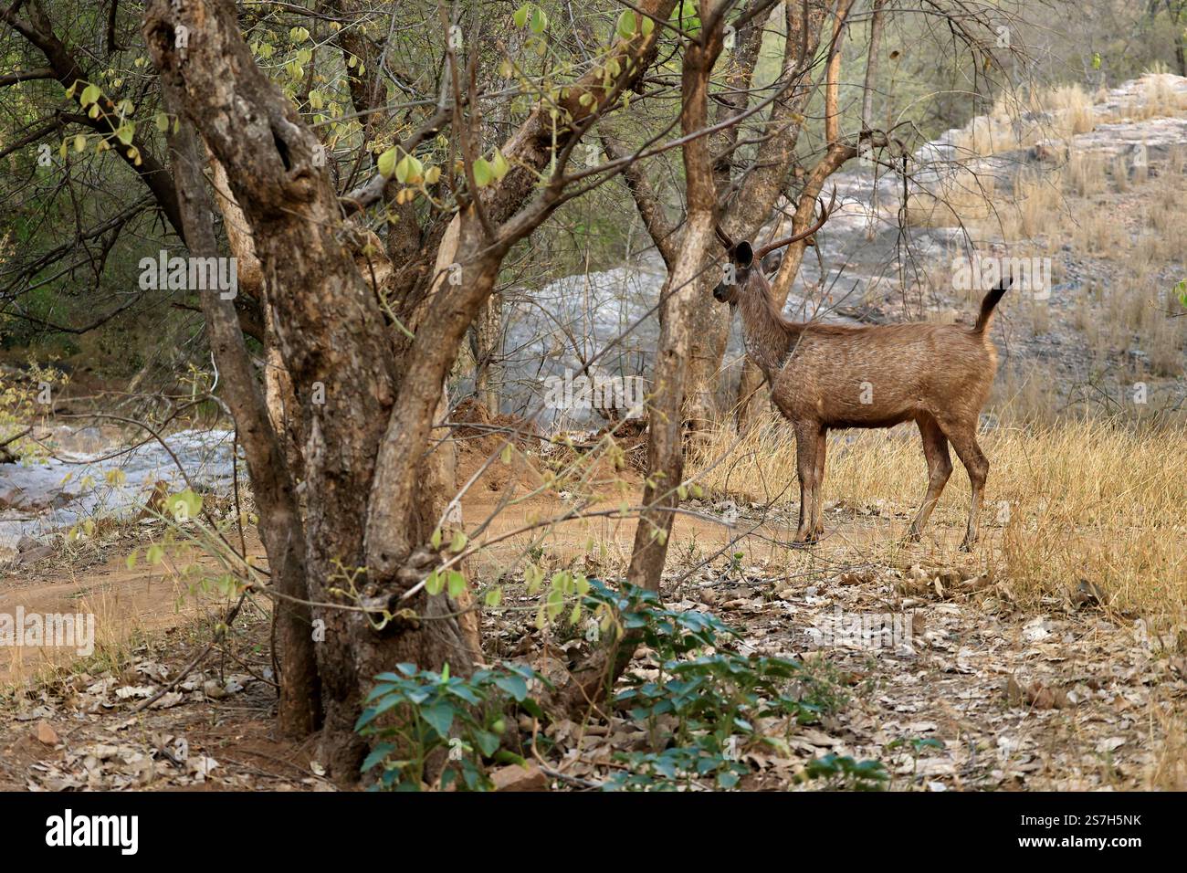 Beautiful Deer species seen on safari in India Stock Photo - Alamy