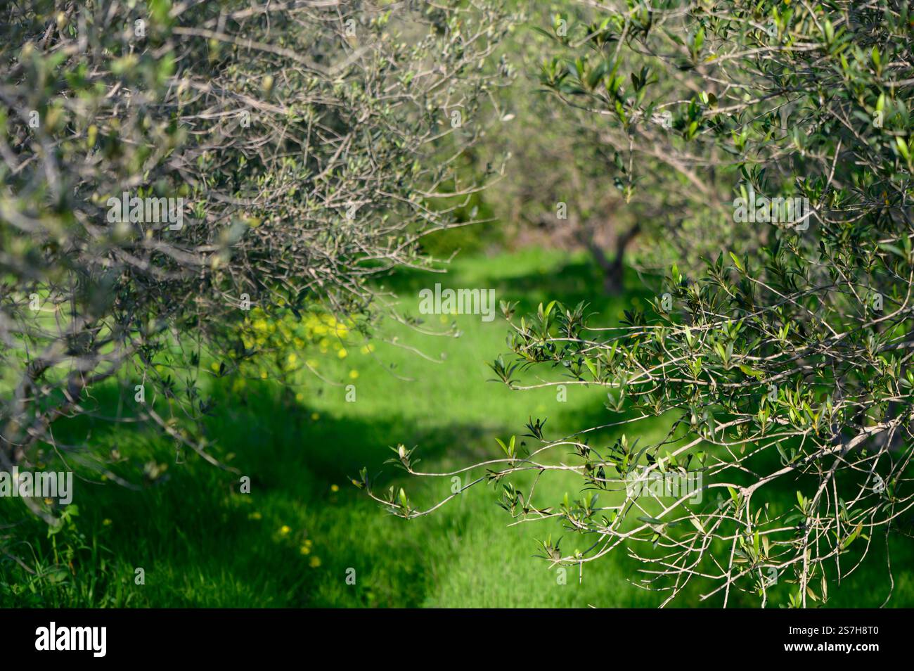 A tranquil pathway invites exploration through vibrant green grass and ...
