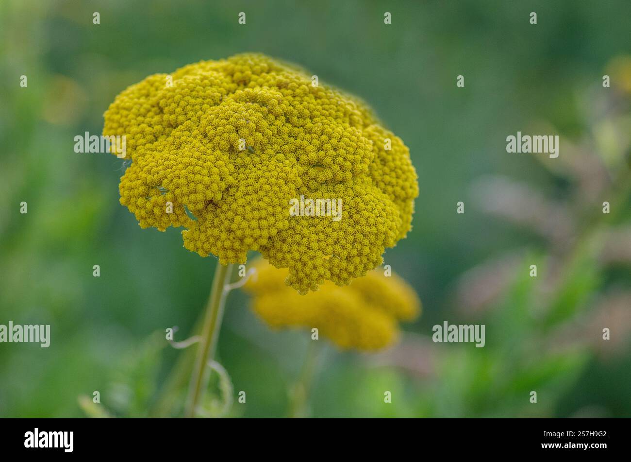 Achillea filipendulina 'Gold Plate'.Herbaceous perennial,1.2m tall ...