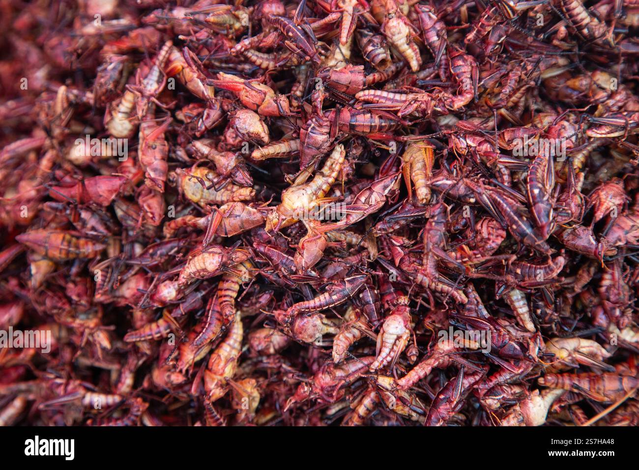 Chapulines are Grasshoppers edible insects used in Mexican cuisine in ...