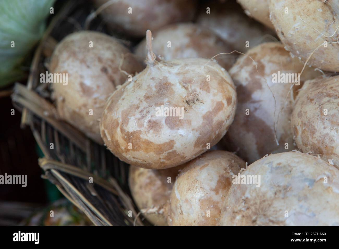 Jicama flower hi-res stock photography and images - Alamy