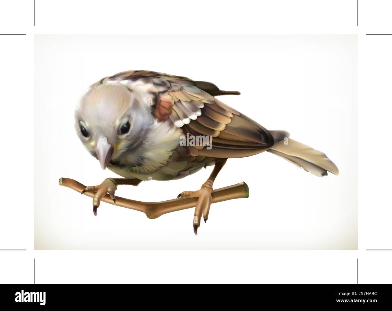 Sparrow, vector illustration Stock Vector Image & Art - Alamy