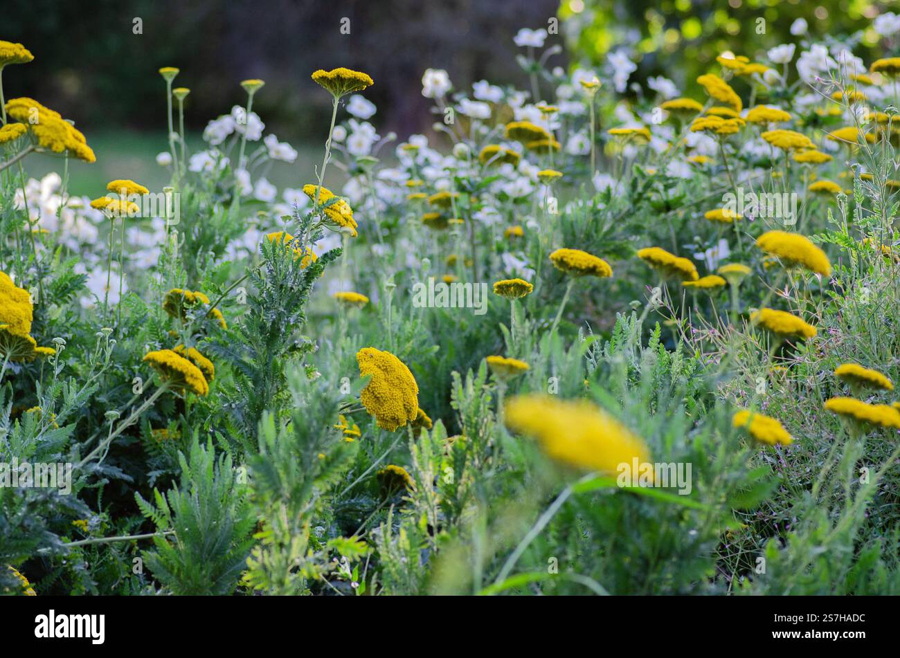 Achillea filipendulina 'Gold Plate'.Herbaceous perennial,1.2m tall ...
