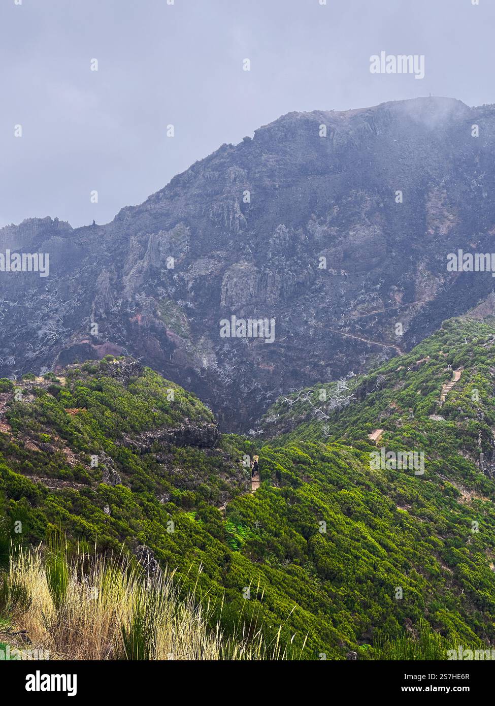 PR1 Madeira island Portugal forest fires consequences rough trees ...
