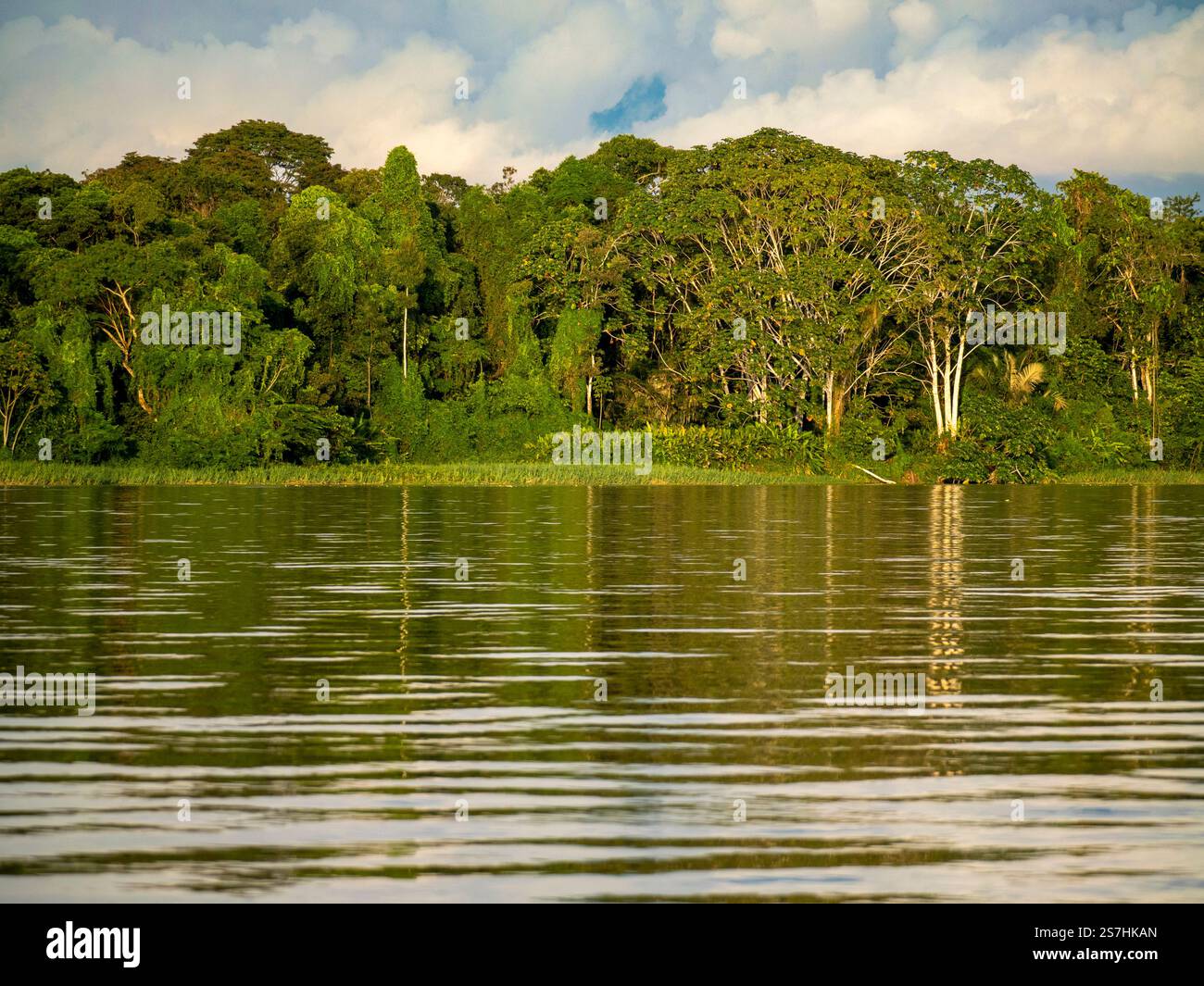 Amazon river landscape with rainforest. Beautiful reflection of the ...