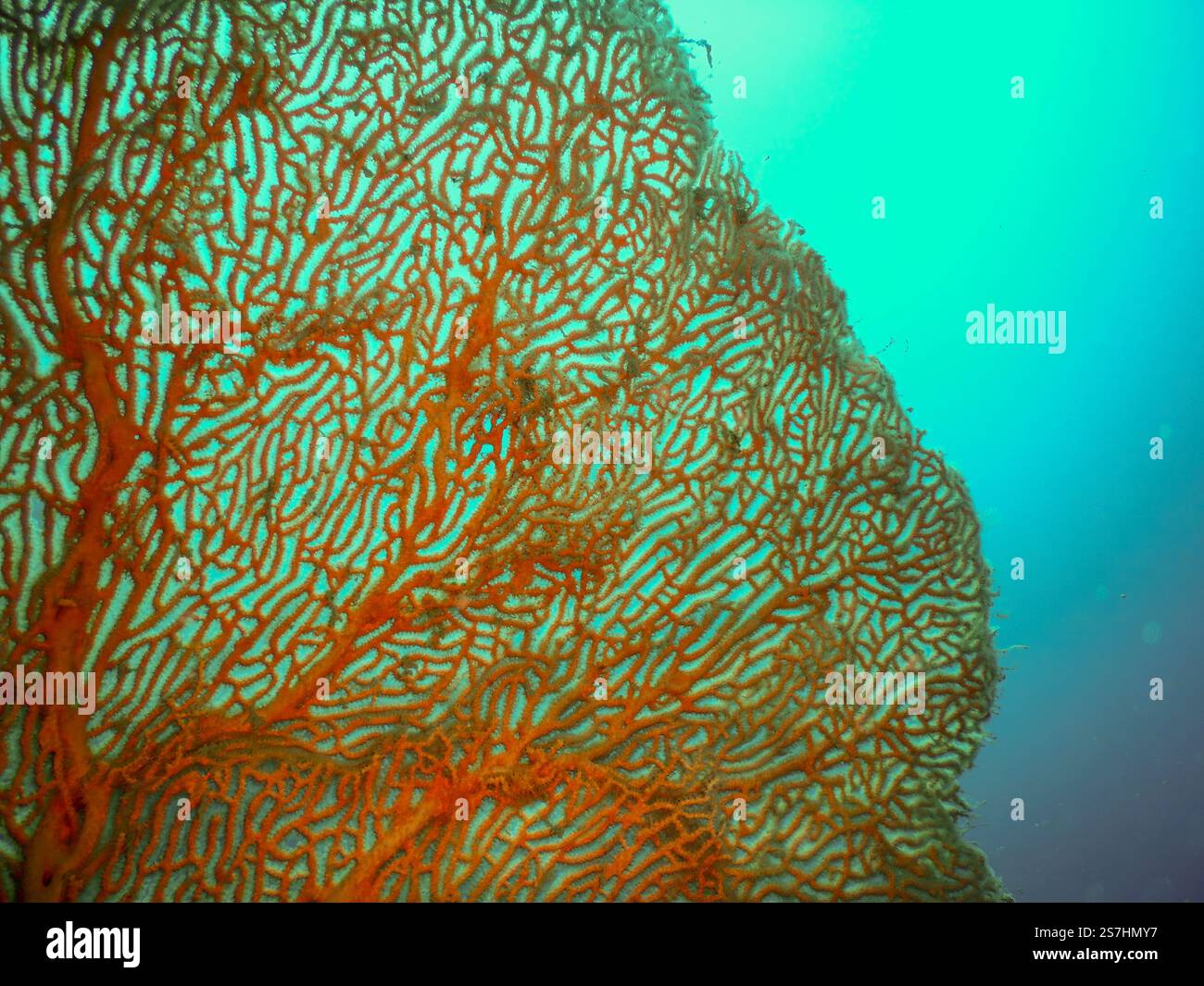 Close-up underwater view of a large red sea fan coral with a blue-green ...