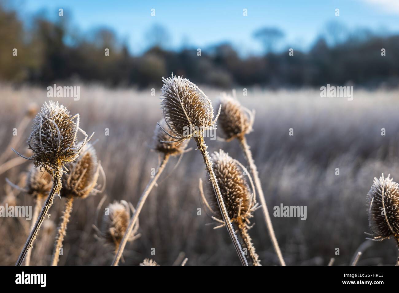 Icy frost on dried thistle blossom in england uk Stock Photo - Alamy