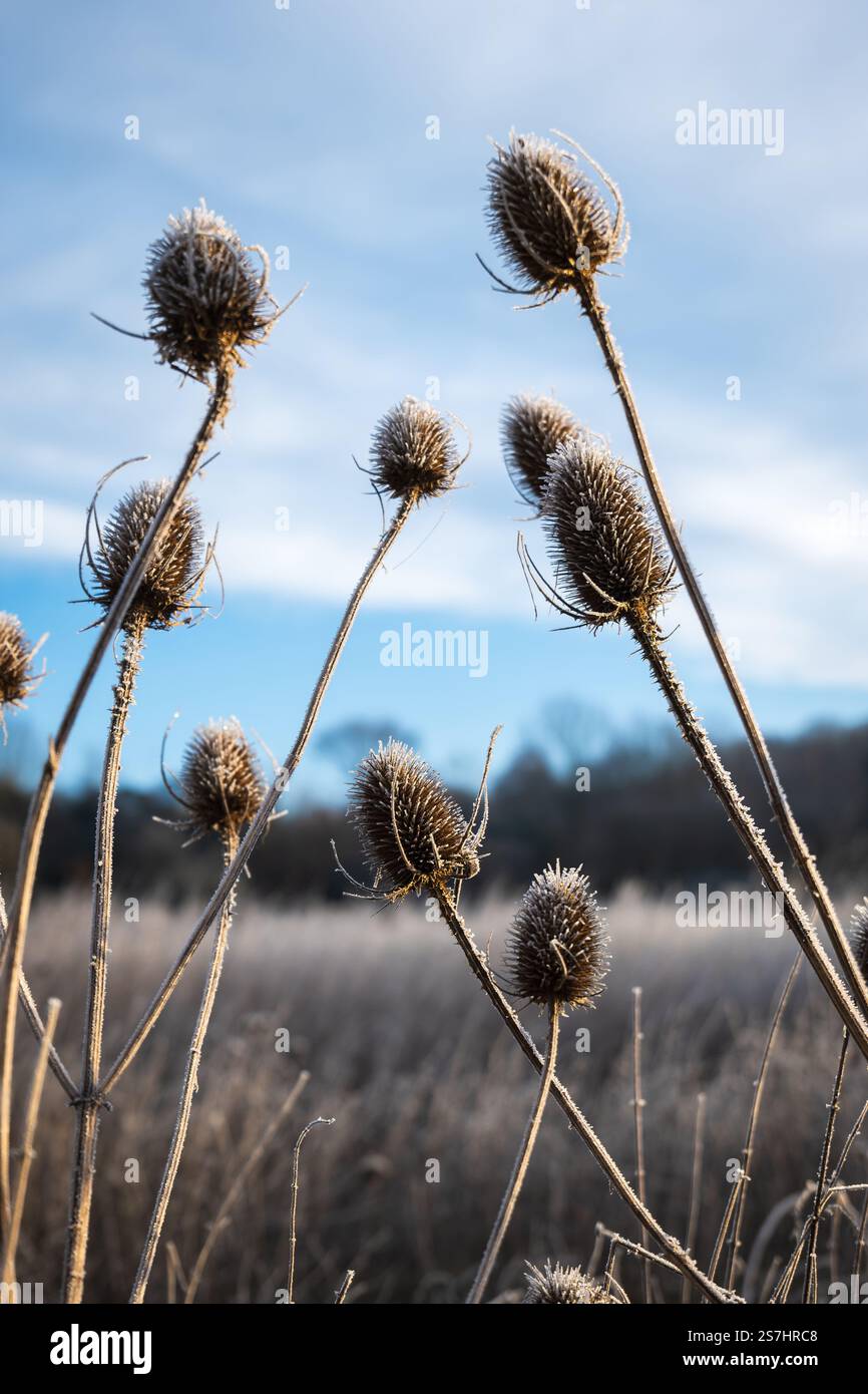 Icy frost on dried thistle blossom in england uk Stock Photo - Alamy