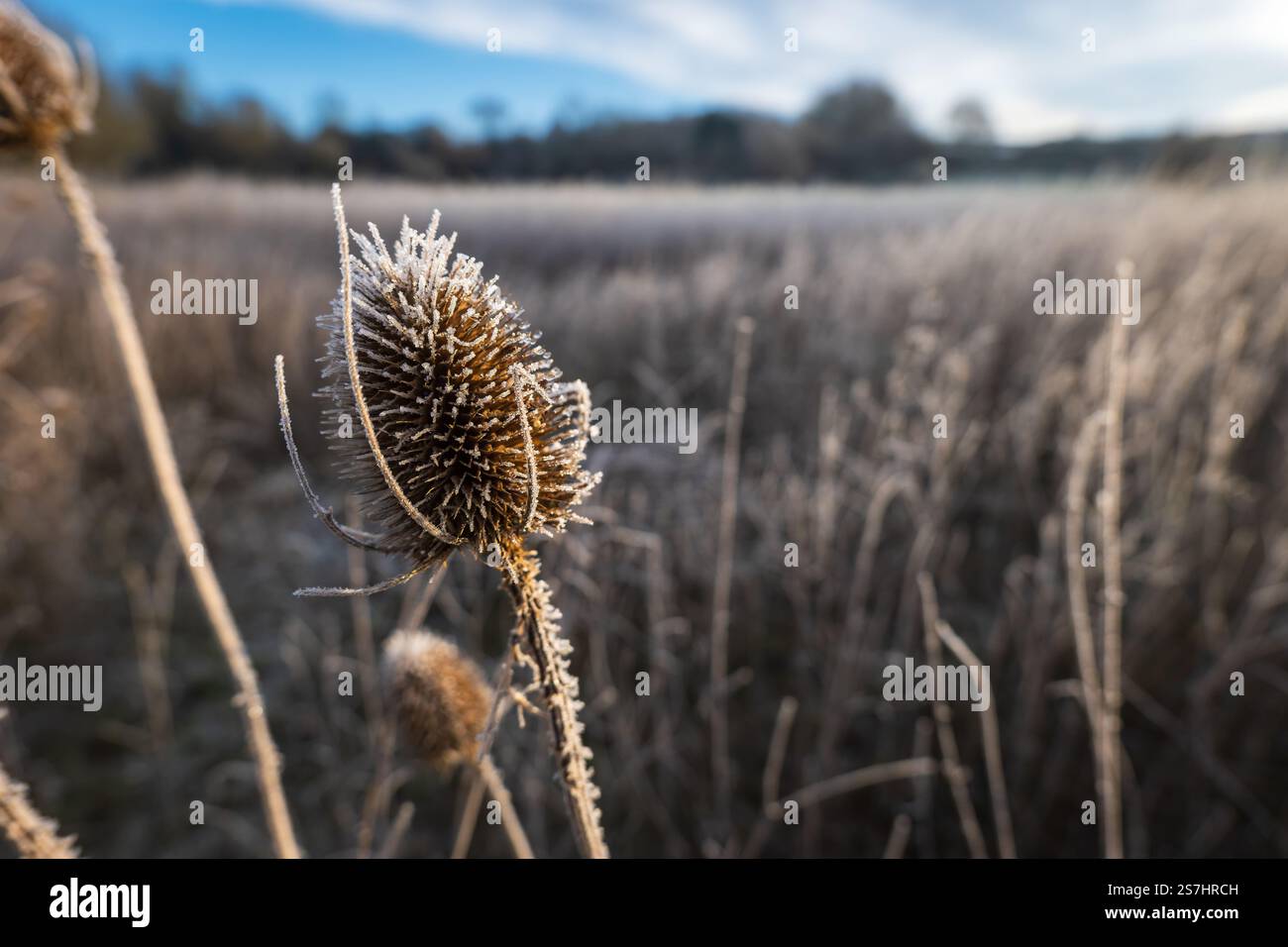 Icy frost on dried thistle blossom in england uk Stock Photo - Alamy