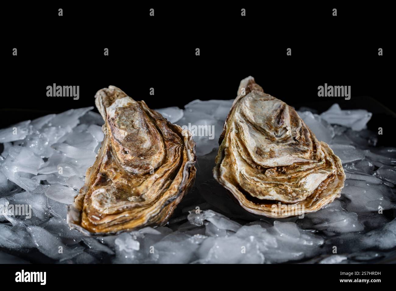 Raw two oysters closed in shells on ice on black background, close up ...