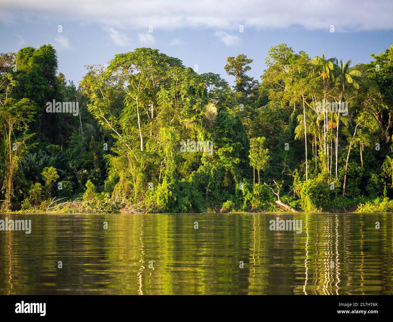 Amazon river landscape with rainforest. Beautiful reflection of the ...