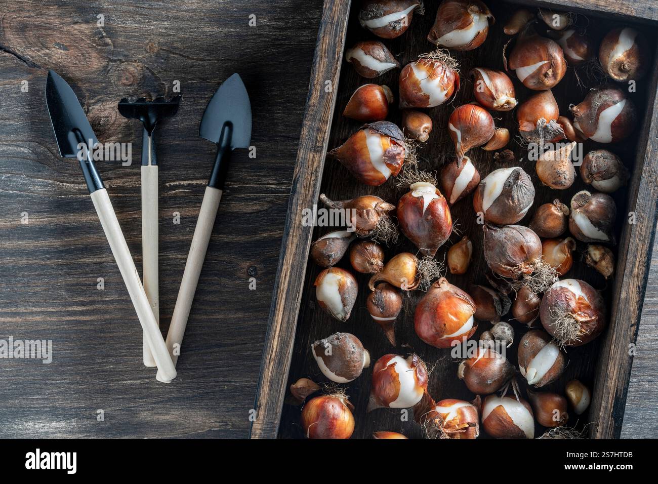 Group of tulip and daffodil bulbs in a wooden box, close up, top view ...