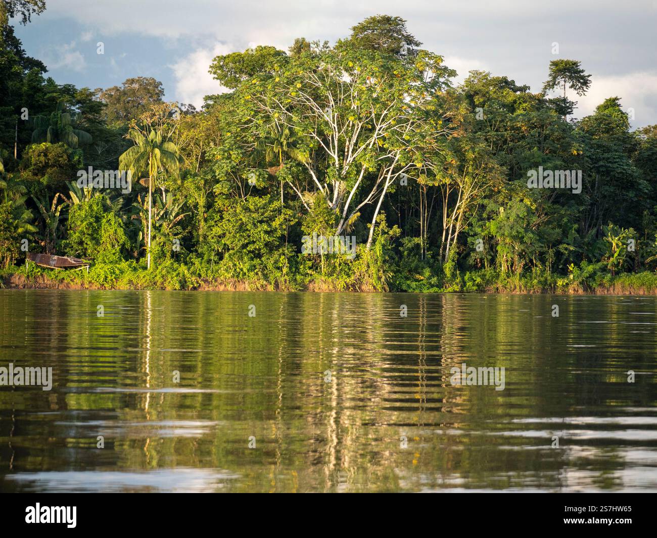 Amazon river landscape with rainforest. Beautiful reflection of the ...