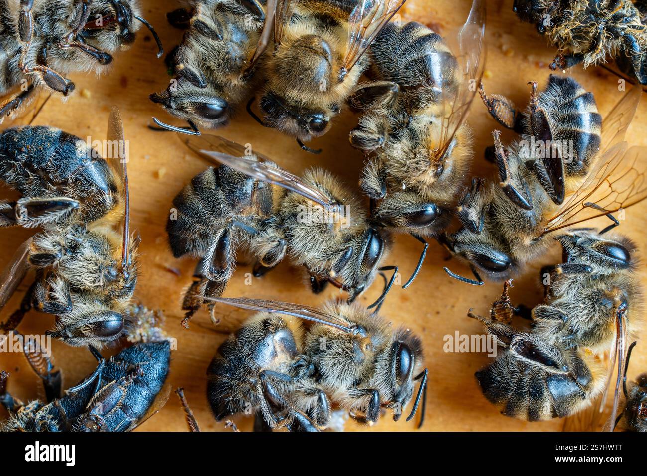 Many dead bees in the hive, close up. Colony collapse disorder. Starvation, pesticide exposure ...