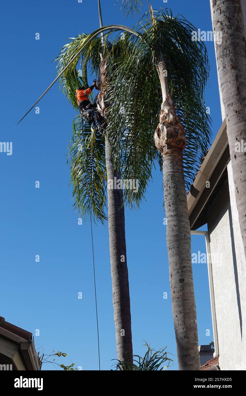 Gardeners trimming a Palm Tree in Southern California ahead of Santa ...