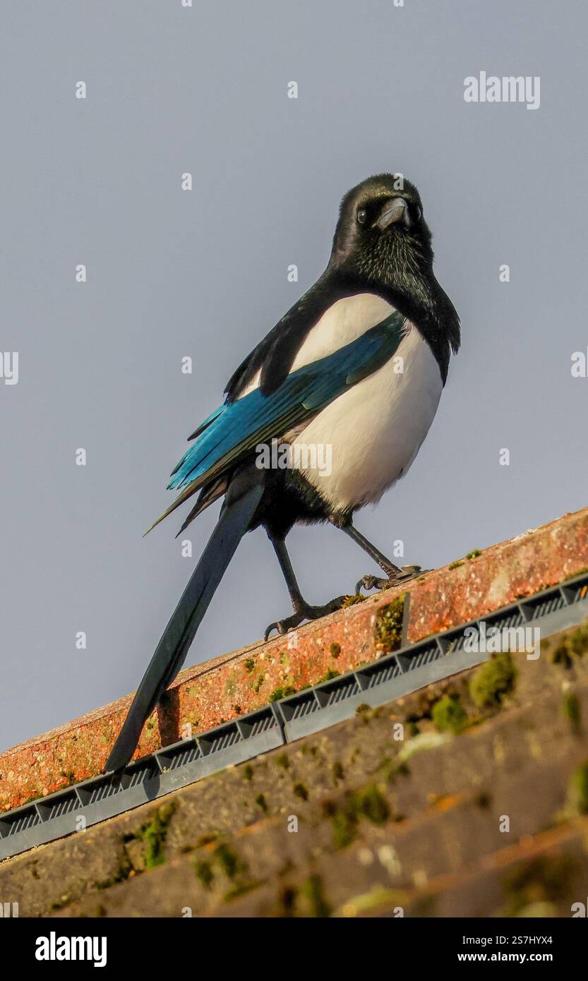 UK Pica Pica magpie standing upright perched on ridge line of house ...