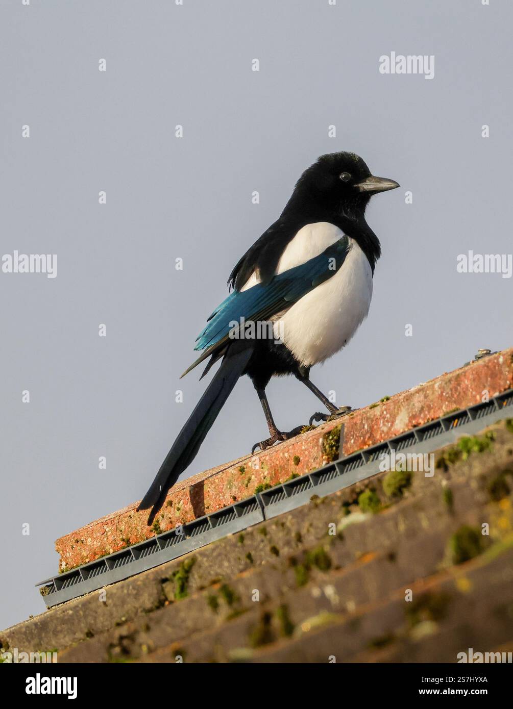 Pica pica roof ridge hi-res stock photography and images - Alamy
