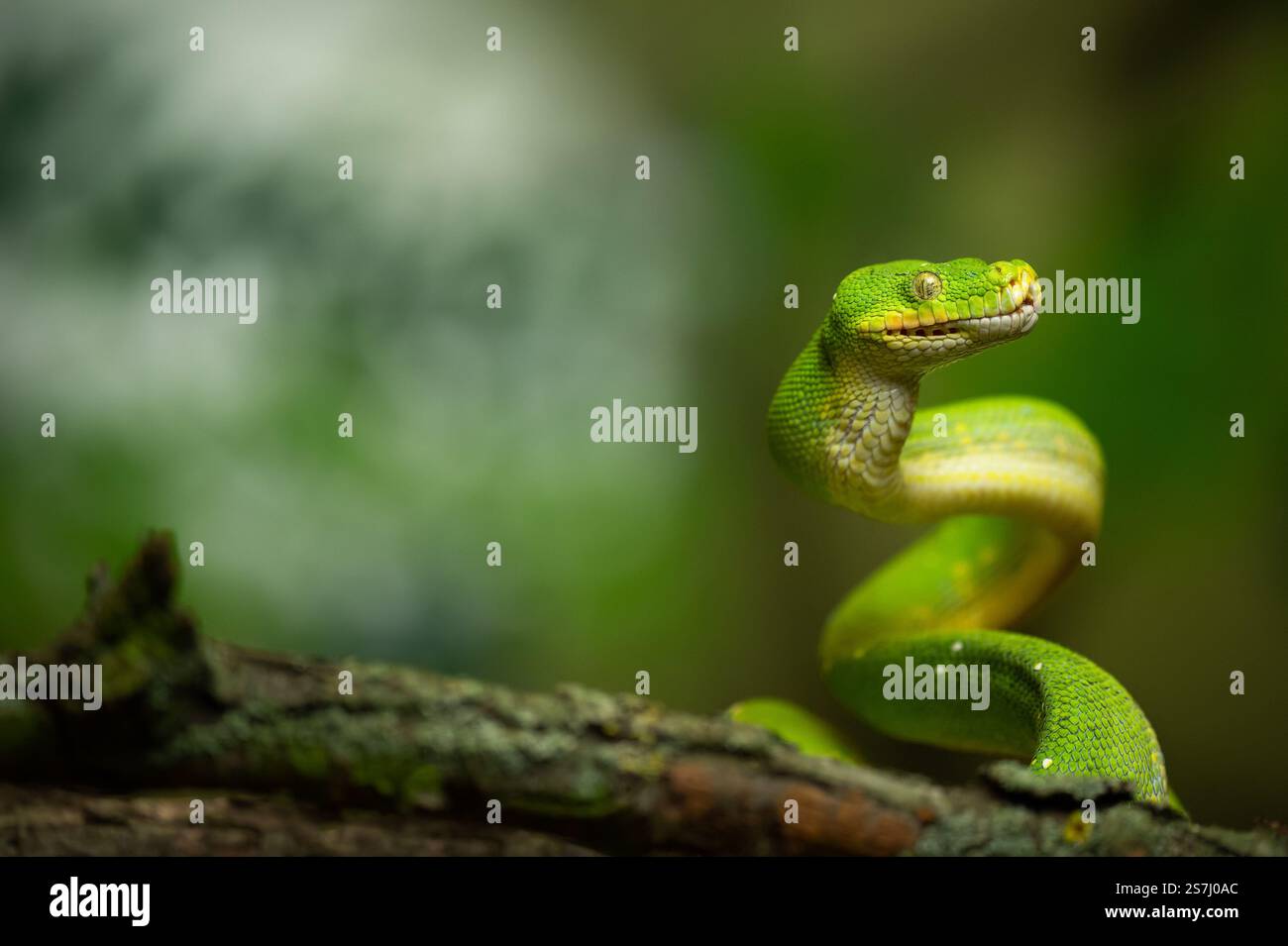 Green Tree Python snake standing at attention above a branch in the ...