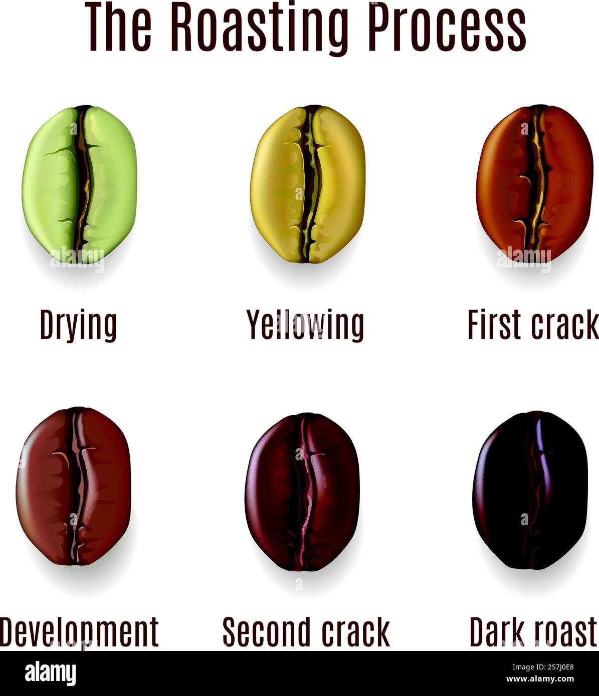 Realistic coffee beans isolated on white background. Stages of roasting ...