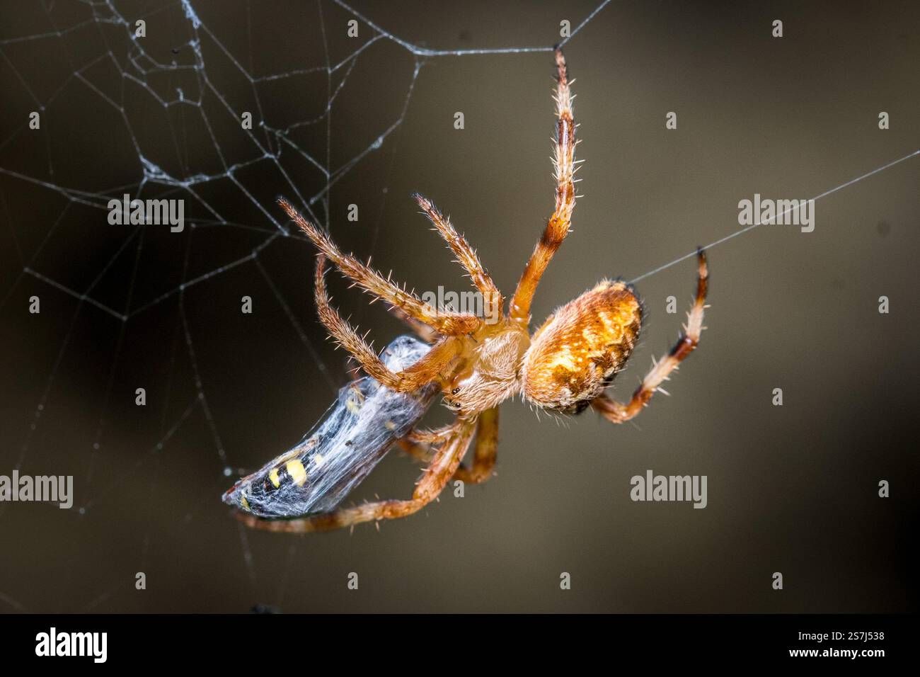 A colourful garden spider (Araneus diadematus) feeding on a captured ...