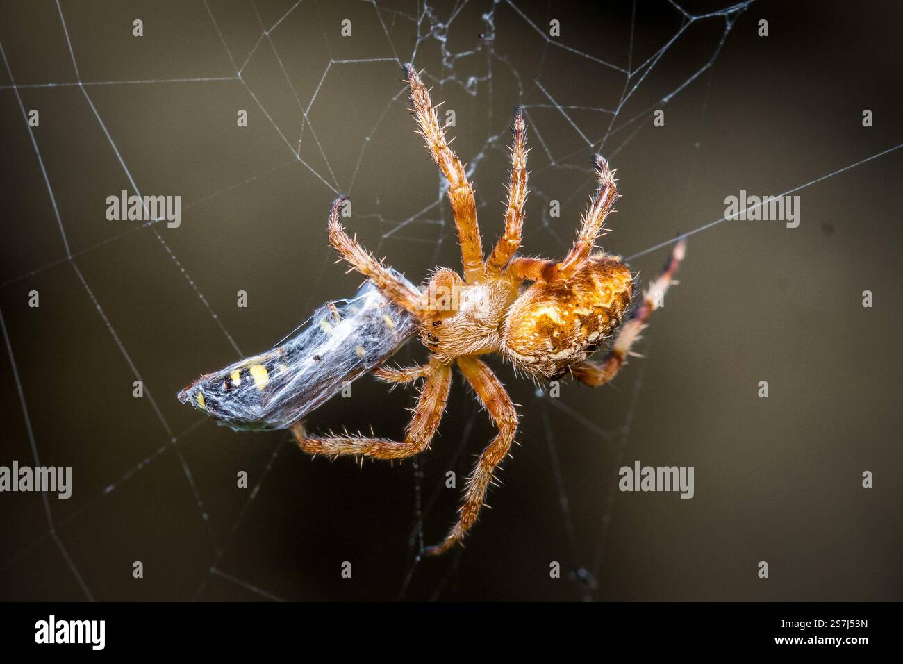 A colourful garden spider (Araneus diadematus) feeding on a captured ...