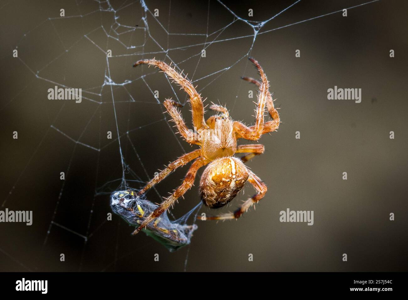 A colourful garden spider (Araneus diadematus) feeding on a captured ...